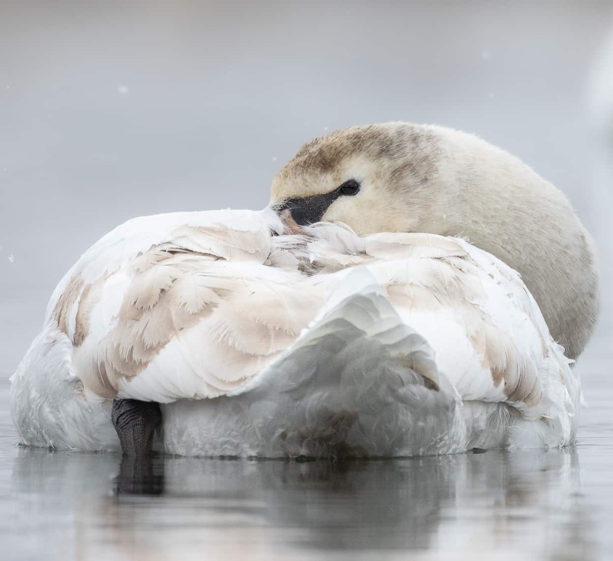 Photographing Snowy Swans - Jen Ritchie Photography